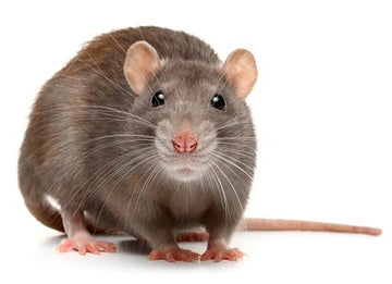 Rodenticide Canada Motomco Hawk Jaguar Tomcat rat bait chunks mice
